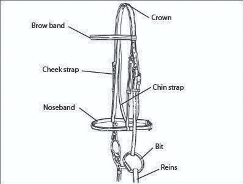 English Bridle Parts