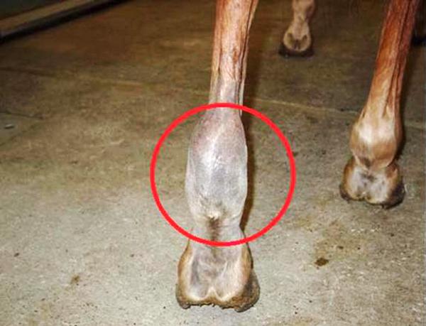 Hands On: Windgalls or windpuffs