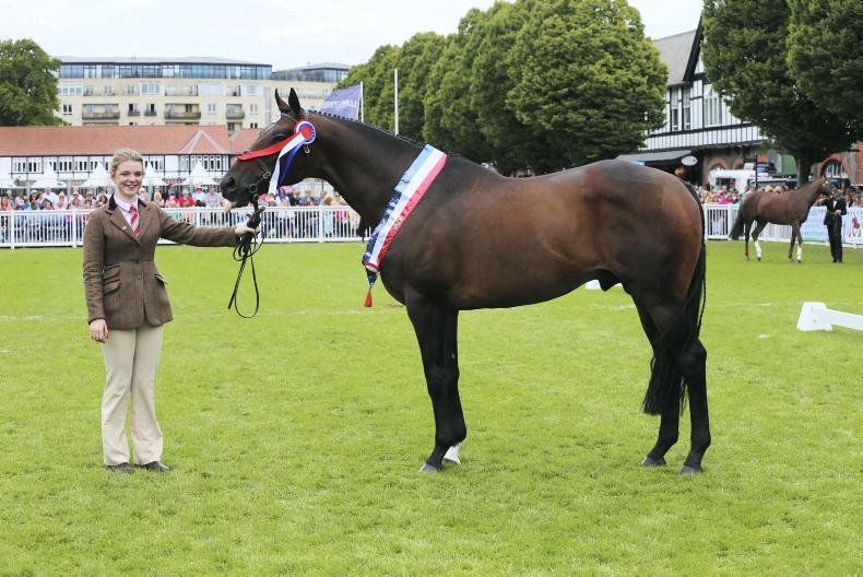 Quality stallions on show at Emerald Equestrian Centre today 09 March ...