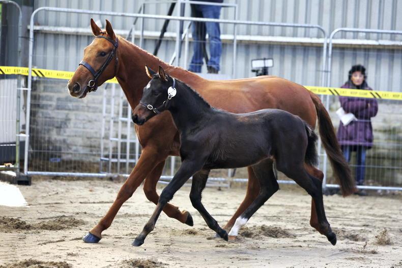 PICTURE DESK: HSI Foal Championship final, filly loose jumping 10 ...