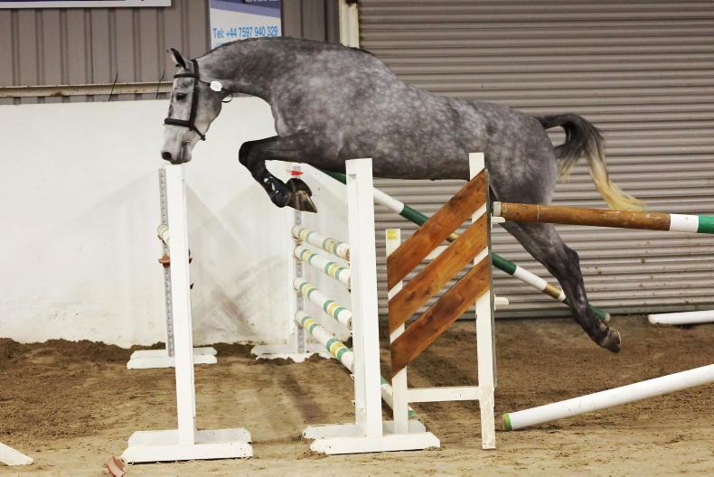 PICTURE DESK: HSI Foal Championship final, filly loose jumping 10 ...