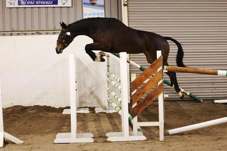 PICTURE DESK: HSI Foal Championship final, filly loose jumping 10 ...