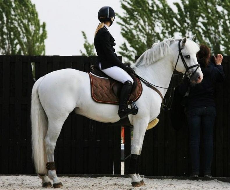 Ice Horse Vs Fire Horse SOLD!! Serena Ireland Dressage Presents For