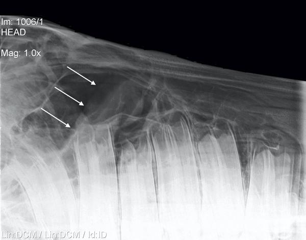 Hands On: Sinusitis in horses