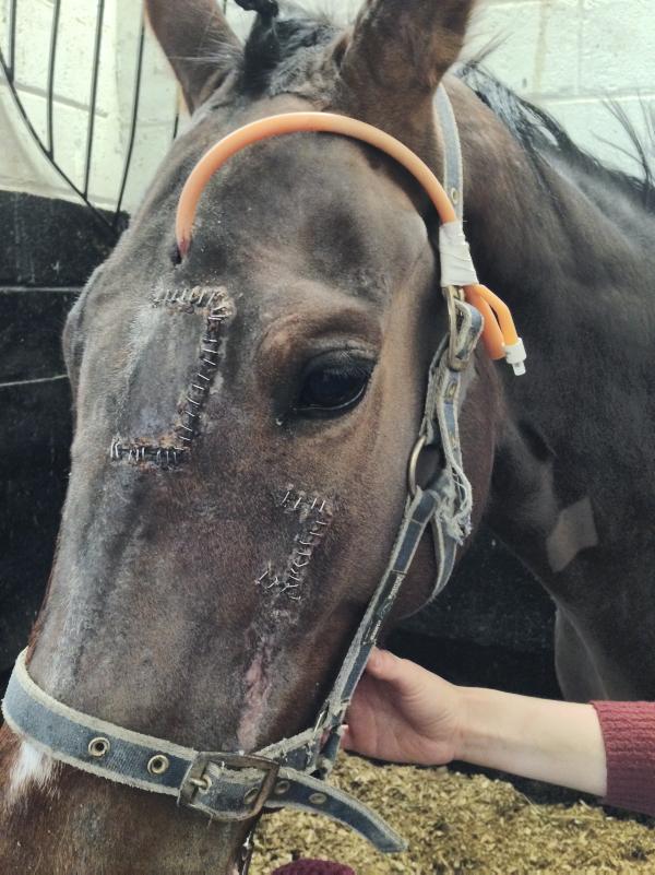 Hands On: Sinusitis in horses