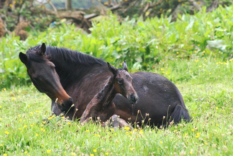 HORSE SENSE FOALING: Breeding during foal heat versus later cycles