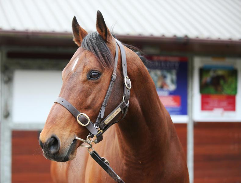 HORSE SENSE: A vet's advice on when and how to use a chifney bit