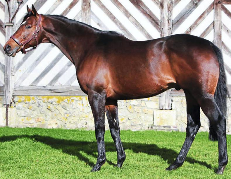 Stallion reviews - The Irish Field